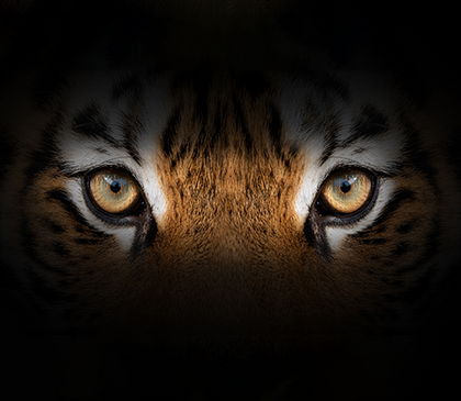 Tiger Threads Atelier - Premium Embroidered Streetwear